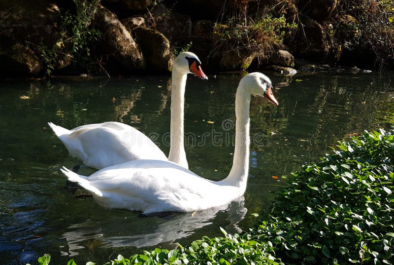 Two white swann stock image. Image of water, bird, wildlife - 202018597