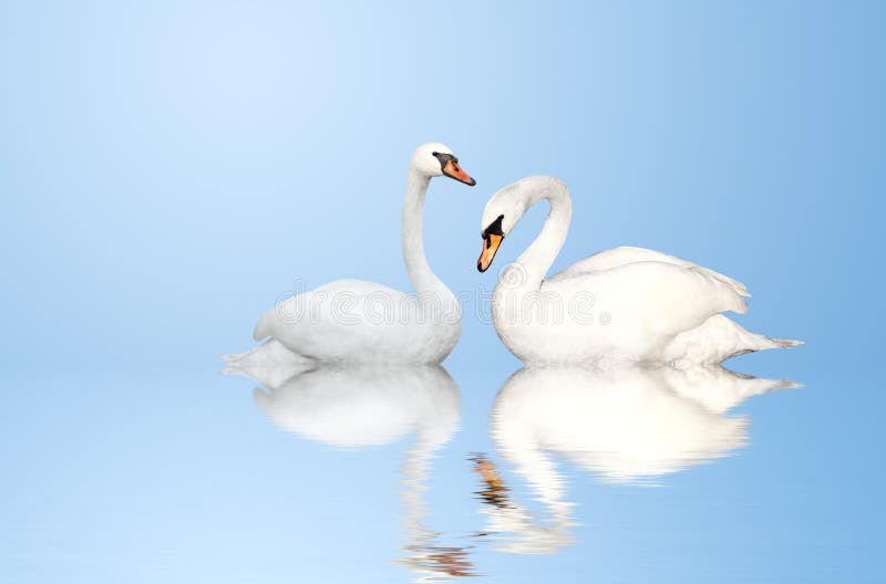 Two swans in love stock image. Image of mirror, swan - 13148977