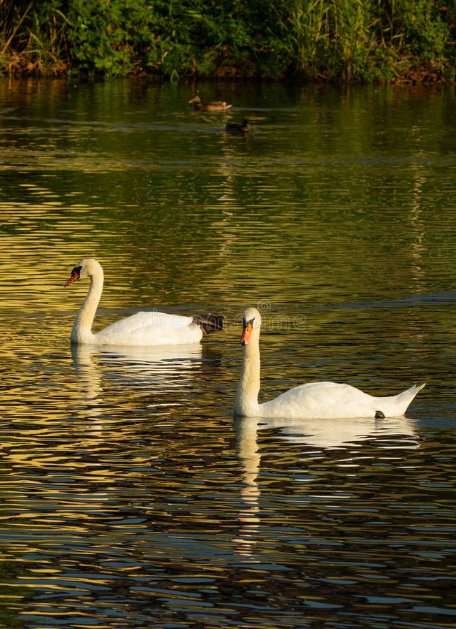 Two White Swans Float on the Water Side by Side in the Evening Stock ...