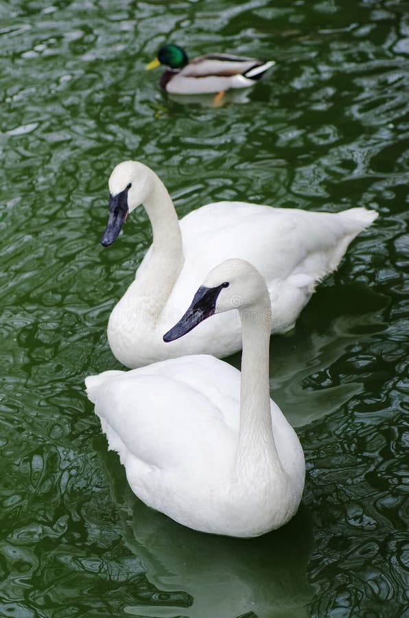 Two white swans stock photo. Image of water, duck, beak - 39581174