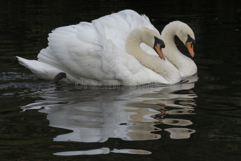Two white swans stock photo. Image of river, swans, bird - 98946356