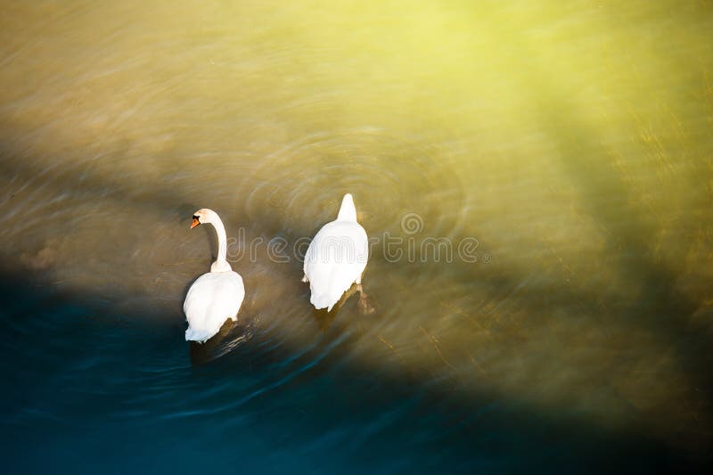 Two White Swans in a River Seen from Above Stock Image - Image of ...