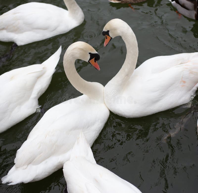 White swans top view stock photo. Image of peace, calm - 210572508