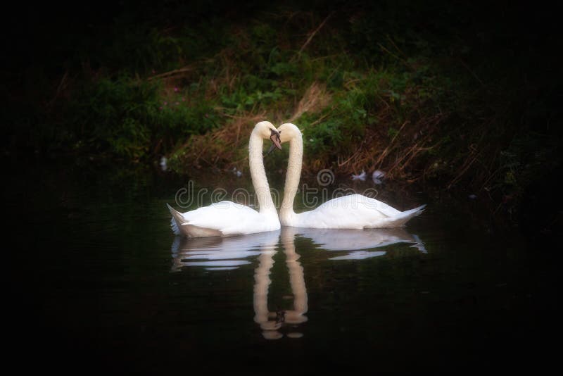 Swans Kiss Stock Photos - Free & Royalty-Free Stock Photos from Dreamstime
