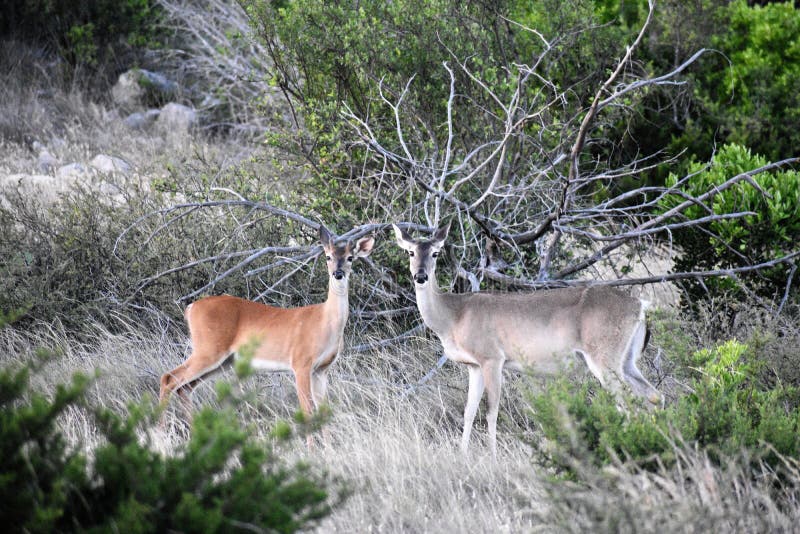 Two White Tail Deer Portrait Stock Image - Image of animal, season ...