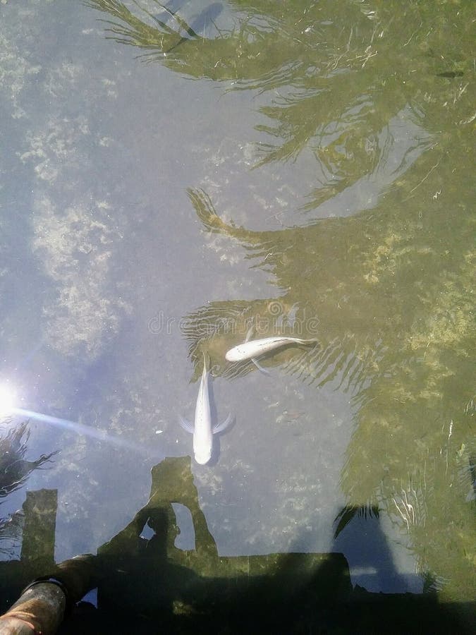 White Tawes Stock Photos - Free & Royalty-Free Stock Photos from Dreamstime