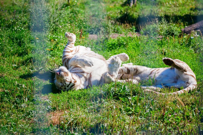 Two White Tigers Playing with Each Other Stock Photo - Image of tiger ...