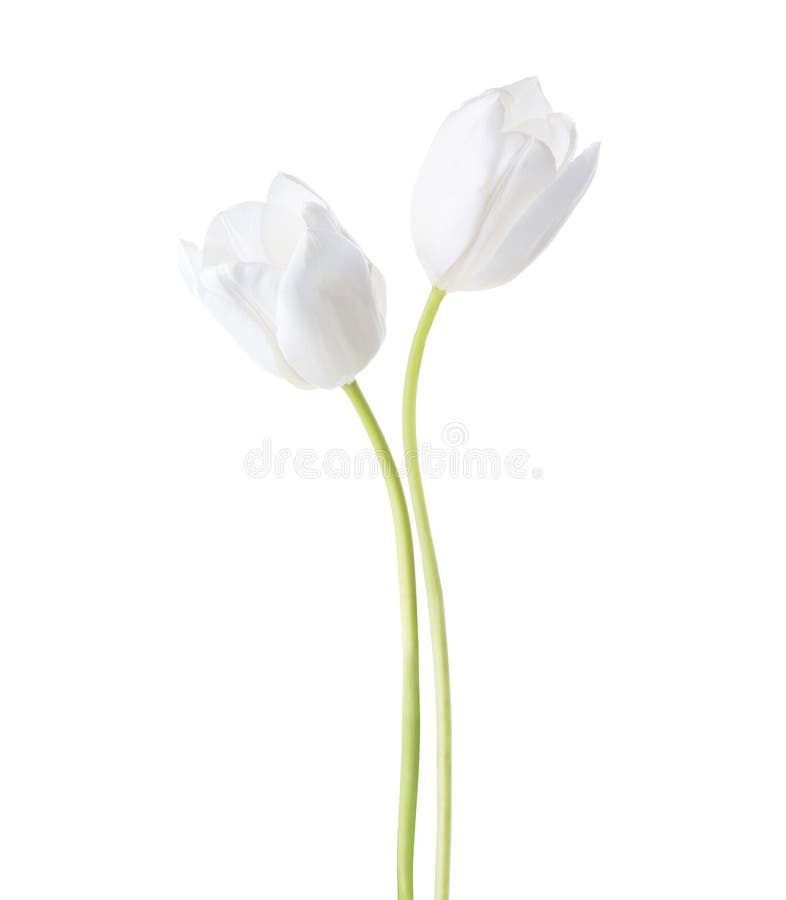 Two White Tulips Isolated on White Background Stock Photo - Image of ...