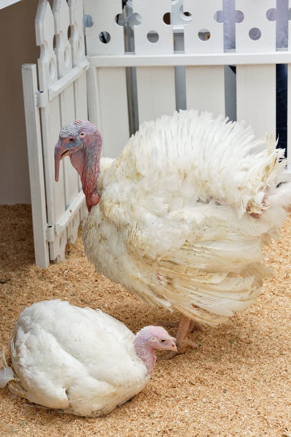 White turkey stock photo. Image of farm, color, turkey - 32510470