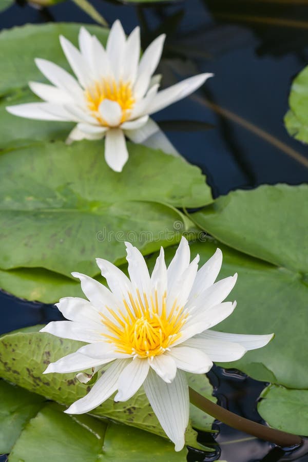Two white water lillies stock image. Image of bloom, petals - 53805941
