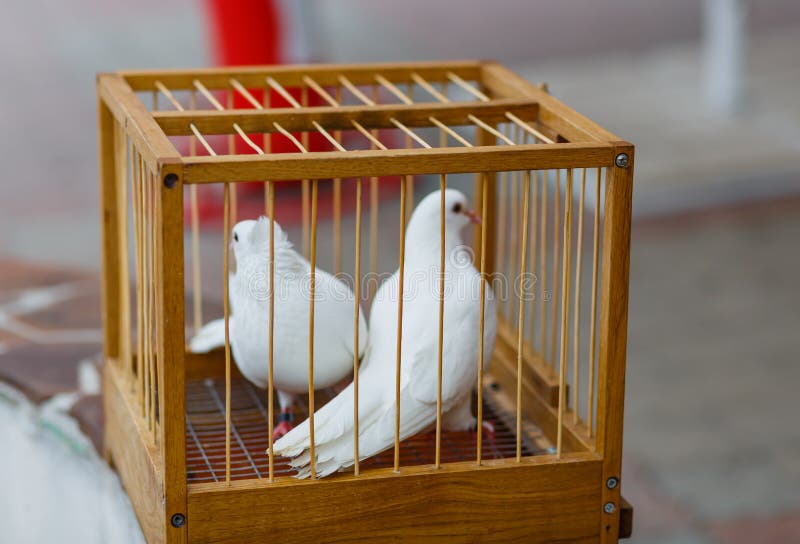 Two White Wedding Dove in a Cage Stock Photo - Image of nature, animal ...