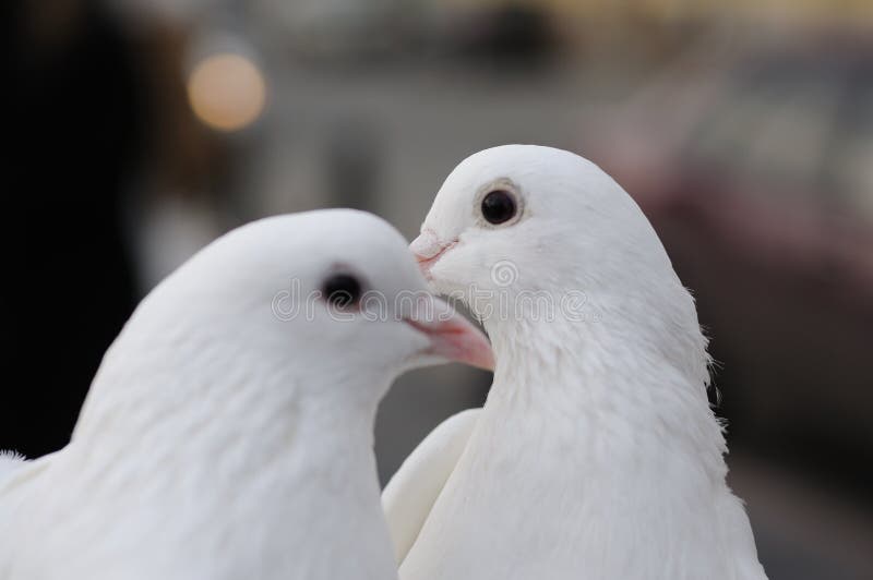Two white wedding pigeons stock image. Image of pigeon - 11655569