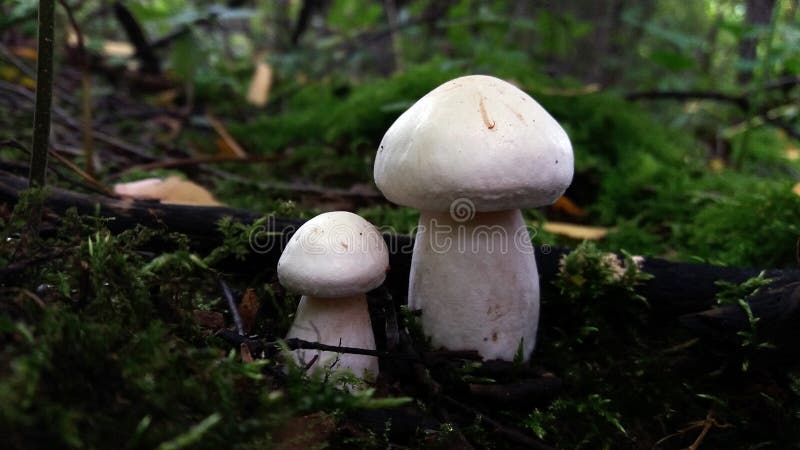 Two White Wild Mushrooms in a Moss. Stock Photo - Image of death, grass ...