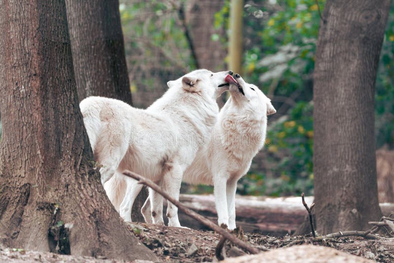 Playful White Wolves in a Forest Setting. Stock Image - Image of ...