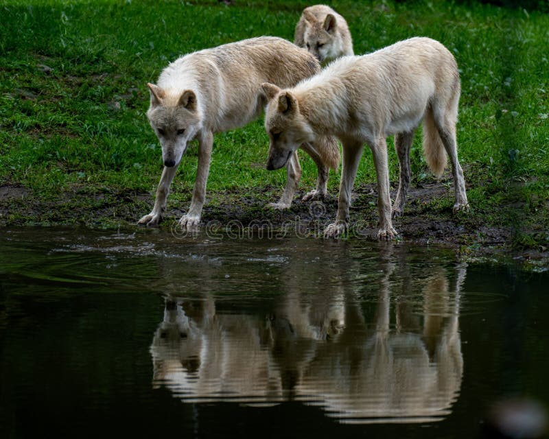 Two White Wolfs Drinking Water from the River Side, and the Other One ...