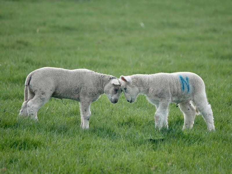 Two Small Lambs Standing on the Grass Looking at Each Other Stock Photo ...