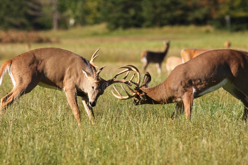 Two Whitetail Deer Bucks Fighting Stock Image - Image of outdoors ...