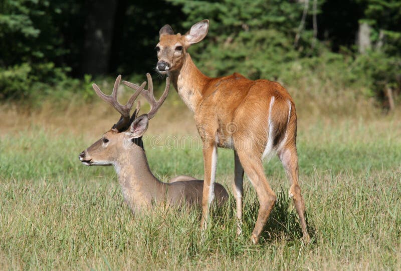 Two Whitetail Deer Bucks stock image. Image of herbivore - 79220039