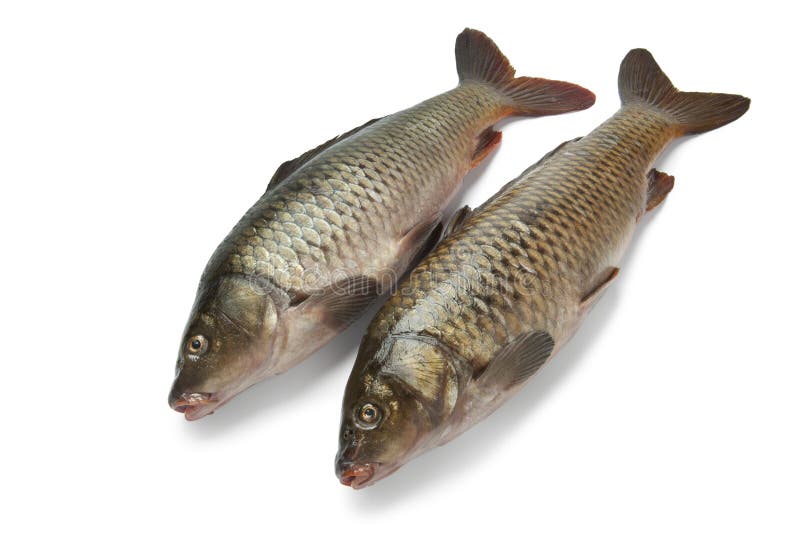 Two whole carp fishes stock image. Image of fish, freshwater - 29917507