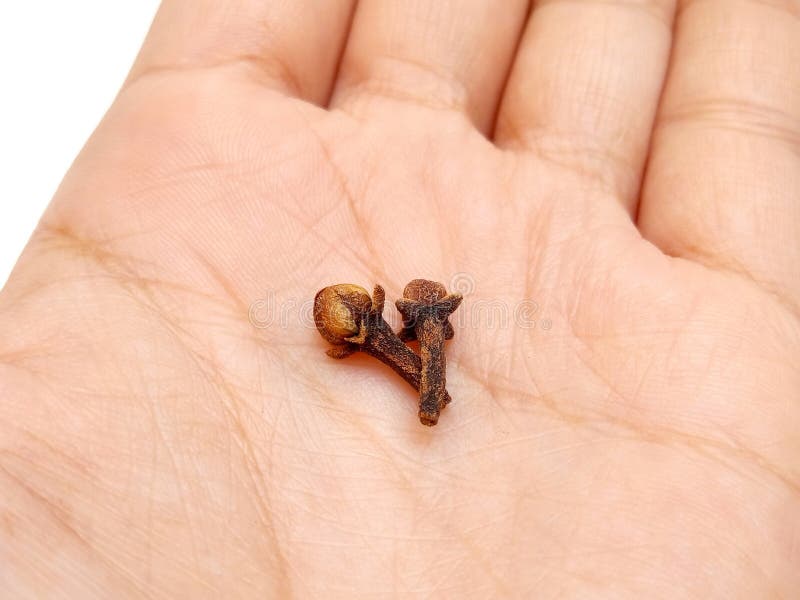 Two Whole Cloves on a Palm of a Hand, Herbs and Spices Stock Photo ...