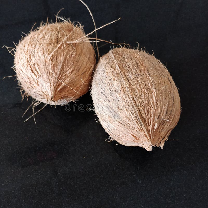 Two Whole Coconuts with Hard Shells and Some of Fibrous Husk. Stock ...