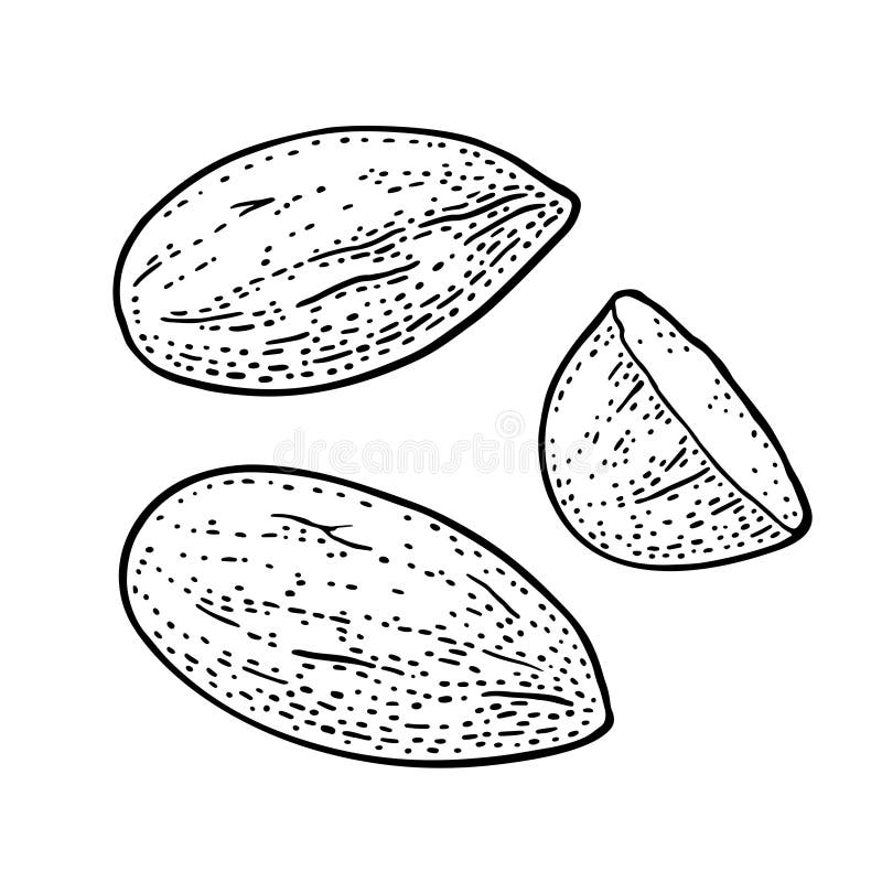 Almonds Clipart Black And White