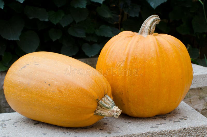 Two Fresh Whole Raw Pumpkins Stock Image - Image of veggie, wooden ...