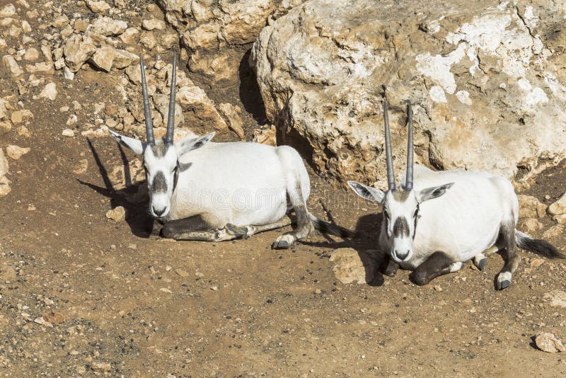 Two wild Arabian oryx stock image. Image of mammals, hoofed - 69623029