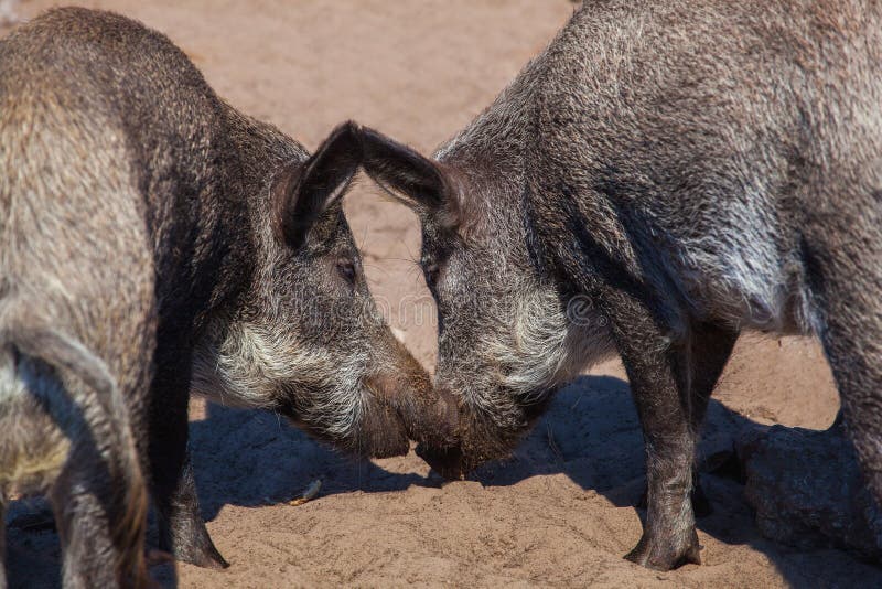 Two Wild Boar are Each Other Snout Eat a Meal. Stock Image - Image of ...