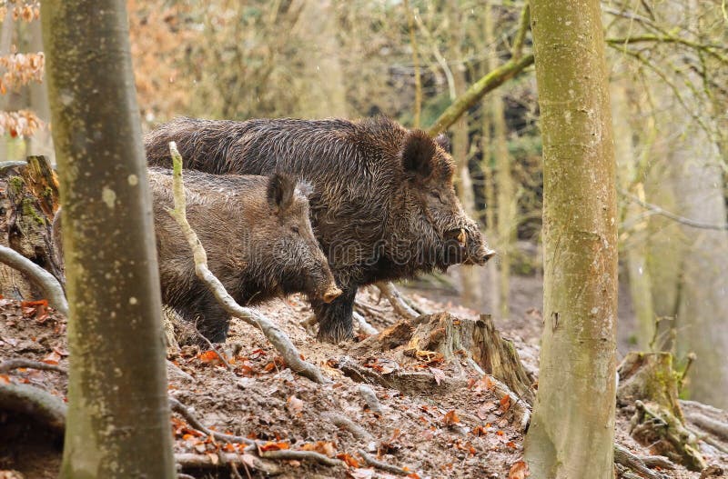 Two wild boars stock image. Image of nature, scrofa, wildlife - 69396559