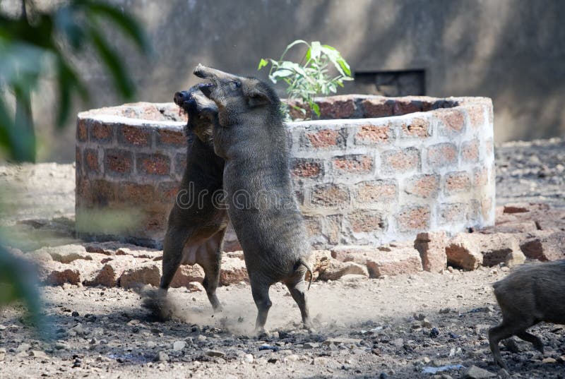 Two Wild Boars in the Fight Stock Image - Image of hair, dangerous ...