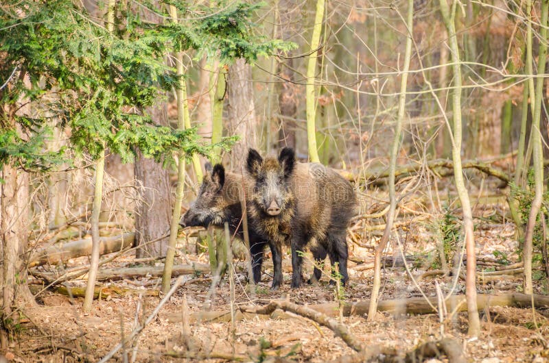 Two wild boars in a park stock image. Image of swine - 86055801