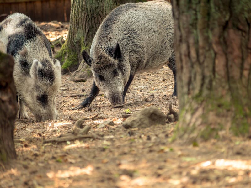 Two wild boars scavenging stock photo. Image of forest - 169193584