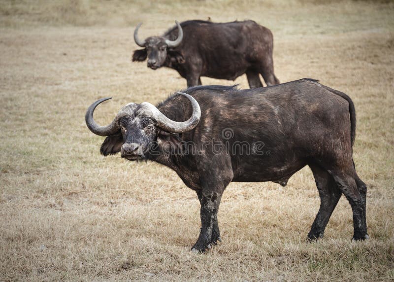 Wild Buffaloes - Amboseli National Park, Kenya Stock Image - Image of ...