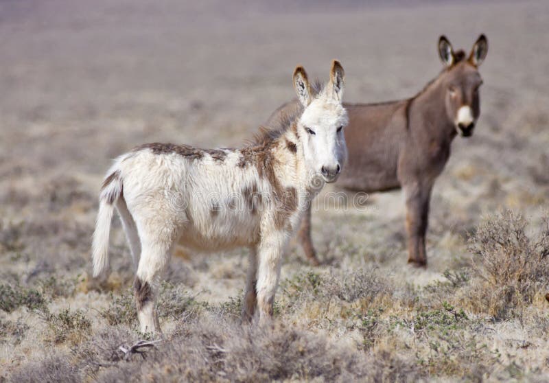 Two Wild Burros stock photo. Image of america, brush - 23940584