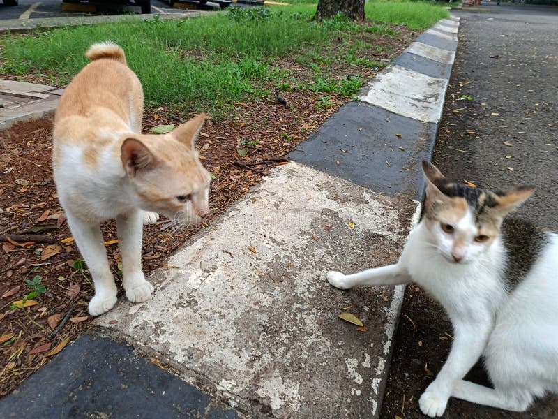 Two Wild Cats on the Side of the Road Stock Image - Image of kitten, wild: 299698085