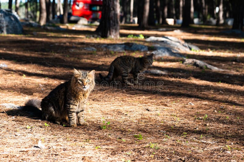 Two Wild Cats in a Sunlit Pine Forest, One in Focus Sitting, the Other ...