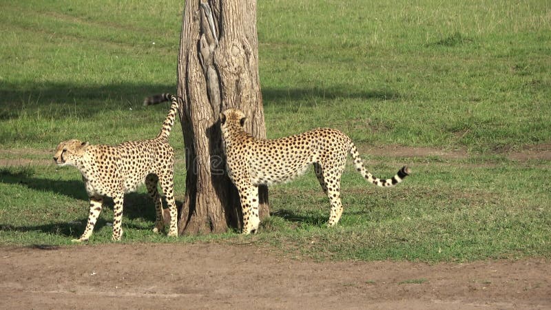Two Wild Cheetahs Mark Their Territory on a Tree in the Wild Savannah ...