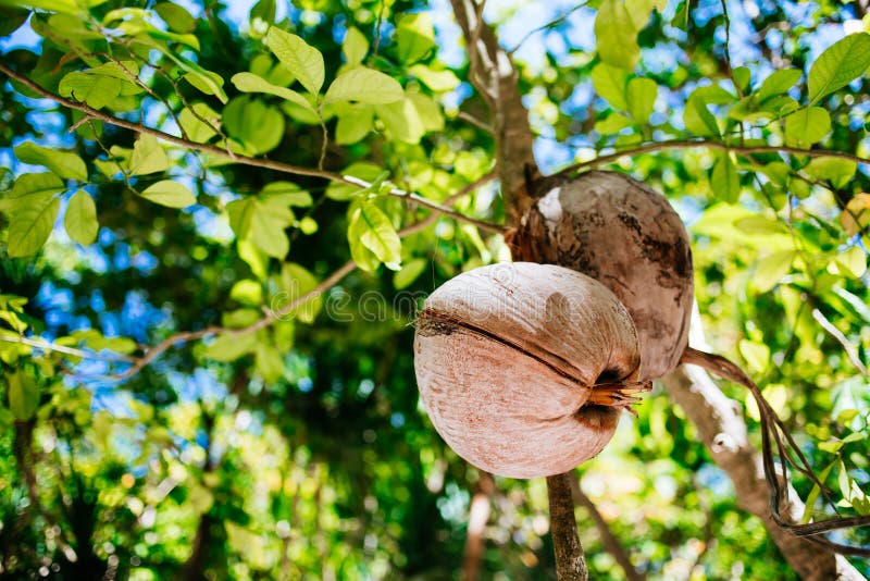 Wild Coconuts Floating in Water in the Tropical Forest in Hawaii Big ...