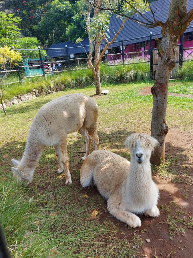 Two Wild and Cute Alpaca at the Zoo Stock Photo - Image of bird, nature ...