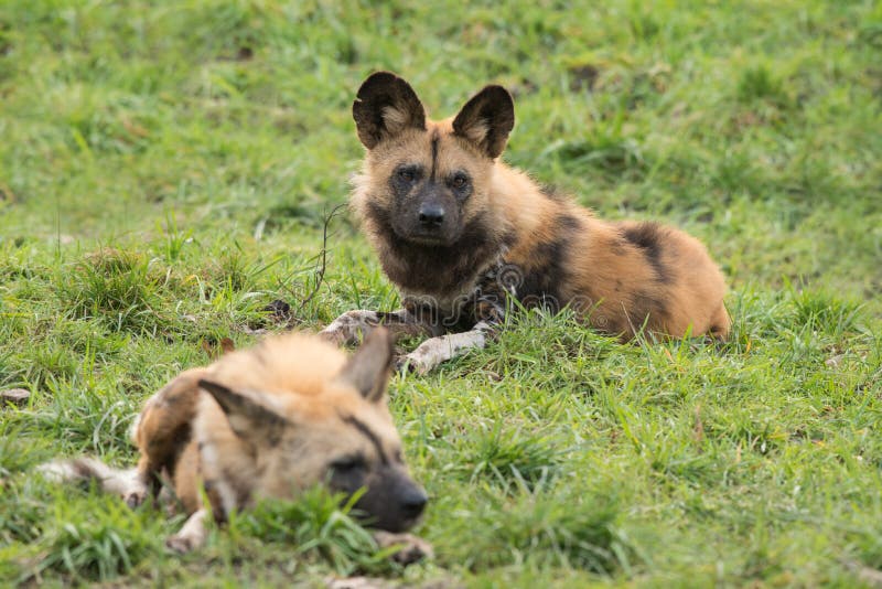 Two wild dogs in the grass stock photo. Image of african - 67151064