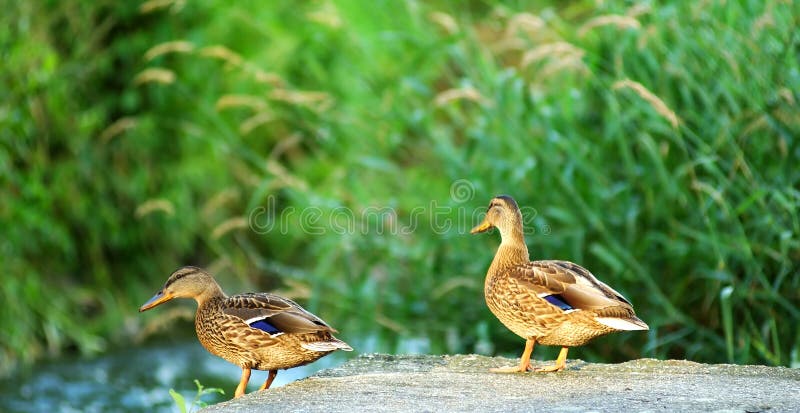 Two Wild Duck Picture. Image: 2773357