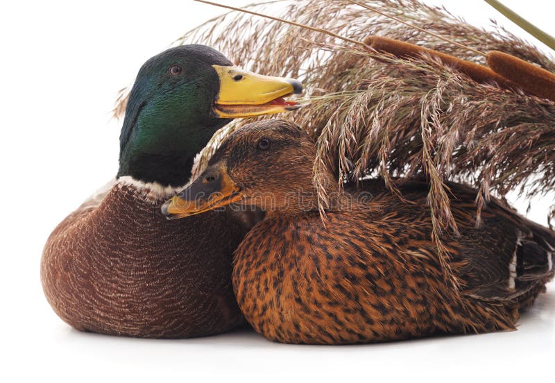 Two Wild Ducks Around the Cane Stock Image - Image of park, mallard ...