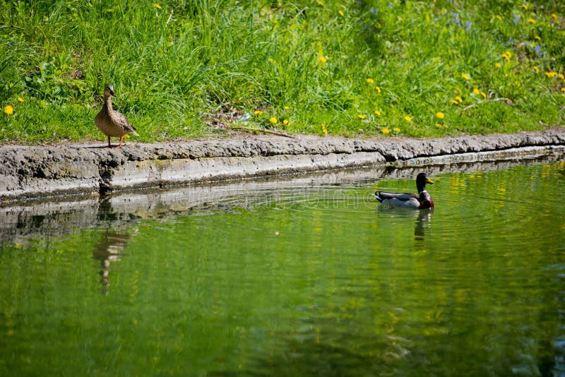 Two wild ducks in a pond. stock image. Image of swimming - 176697217