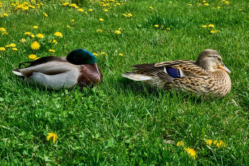 Two Wild Ducks are Resting on Green Grass on a Sunny Day. Stock Photo ...
