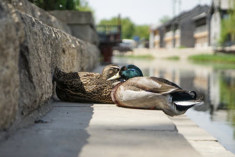 Two Wild Ducks Resting on the Steps by the River Stock Photo - Image of ...