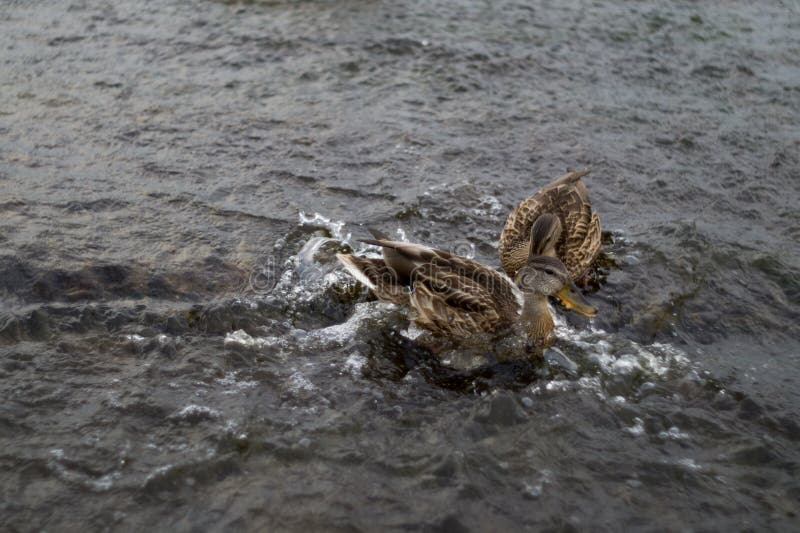 Two Wild Ducks on the River are Fighting Stock Image - Image of nature ...