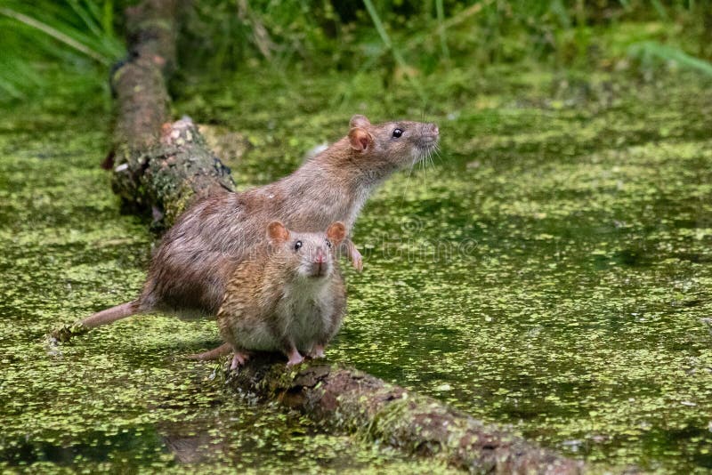 Two Wild Gray Rats are Going Across the Stream Stock Photo - Image of ...