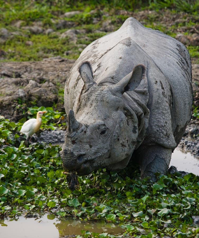 Two Wild Great One-horned Rhinoceroses Lying in a Puddle. Stock Image ...