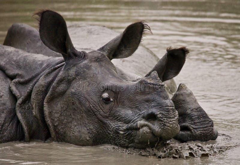 Two Wild Great One-horned Rhinoceroses Lying in a Puddle. Stock Image ...